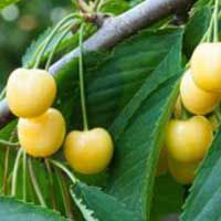 Gold Cherry
