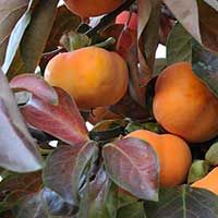 Nikita's Gift Persimmon